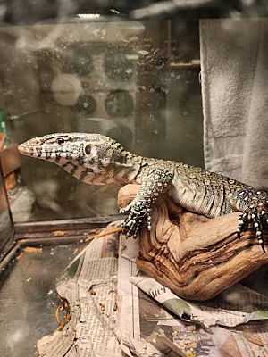 Vista, CA - Lizard. Meet Jewles a Pet for Adoption - AdoptaPet.com