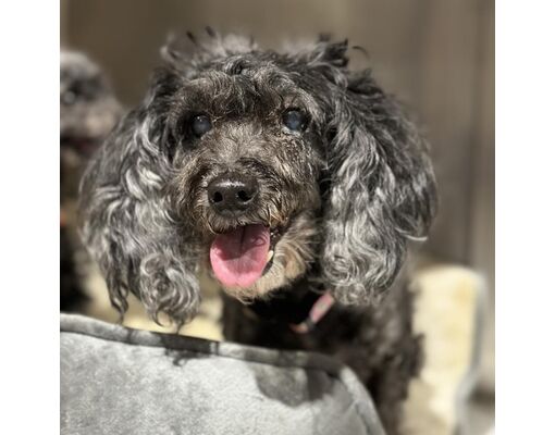 Fort Smith, AR - Poodle (Miniature). Meet Lu-Lu a Pet for Adoption ...