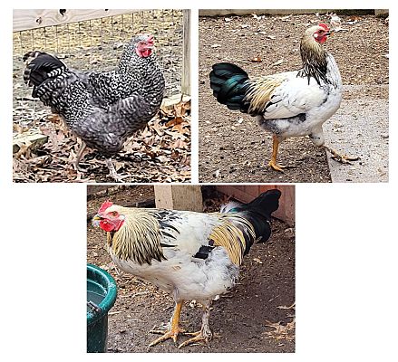 Grafton, OH - Chicken. Meet 3 BARNYARD MIX ROOSTERS a Pet for Adoption ...