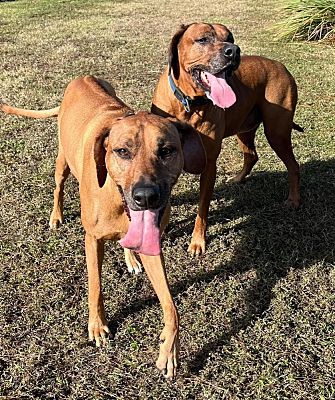 Lutz, FL - Rhodesian Ridgeback. Meet Kimba a Pet for Adoption ...