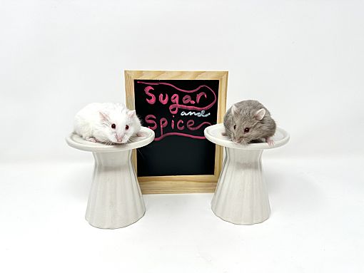 Camarillo, CA - Hamster. Meet Spice a Pet for Adoption - AdoptaPet.com