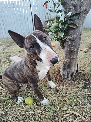 Santa Maria, CA - Bull Terrier. Meet Soldier a Pet for Adoption ...
