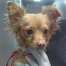 Pomeranian Puppies - Pomeranian Rescue and Adoption Near You