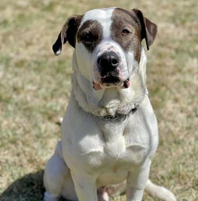 Mead, CO - Great Pyrenees/Pit Bull Terrier. Meet Watson a Pet for ...