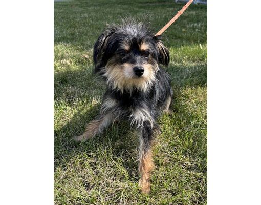 Mt. Pleasant, MI - Yorkie, Yorkshire Terrier/Mixed Breed (Medium). Meet ...