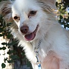 Pomeranian Puppies - Pomeranian Rescue and Adoption Near You