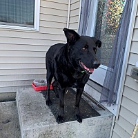 Adoptable Pets – Rover Rescue