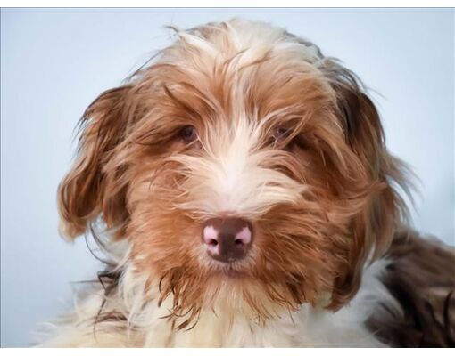 Loveland, CO - Italian Spinone. Meet PEBBLE a Pet for Adoption ...