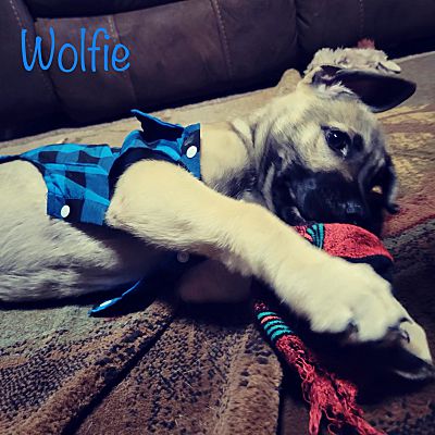 East Hartford, CT - German Shepherd Dog/Great Dane. Meet Wolfie ...