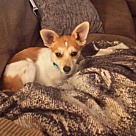 Corgi Puppies - Corgi Rescue and Adoption Near You