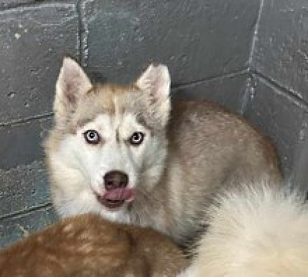 South Park, PA - Husky. Meet Ivory a Pet for Adoption - AdoptaPet.com