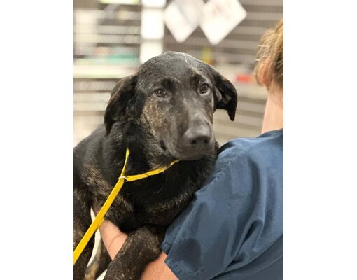 Hayden, ID - German Shepherd Dog/Mixed Breed (Medium). Meet Naomi ...