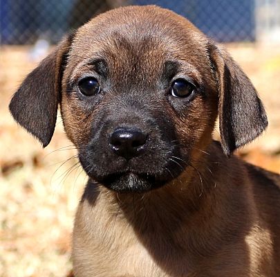 Southbury, CT - Pug/Labrador Retriever. Meet Dancer~adopted! a Pet for ...