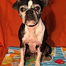 Boston Terrier Puppies - Boston Terrier Rescue and Adoption