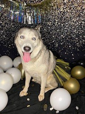 Buffalo, NY - Siberian Husky. Meet Freya a Pet for Adoption - AdoptaPet.com