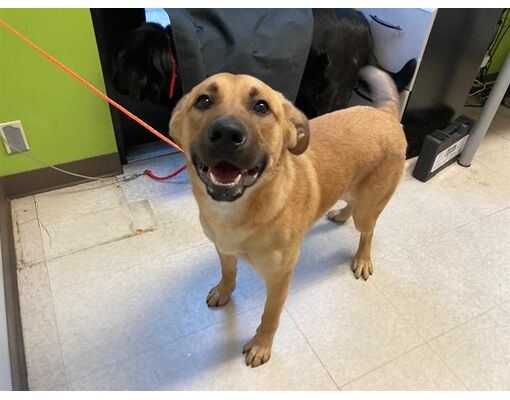 Kent, WA - Black Mouth Cur/Carolina Dog. Meet IDAHO a Pet for Adoption ...