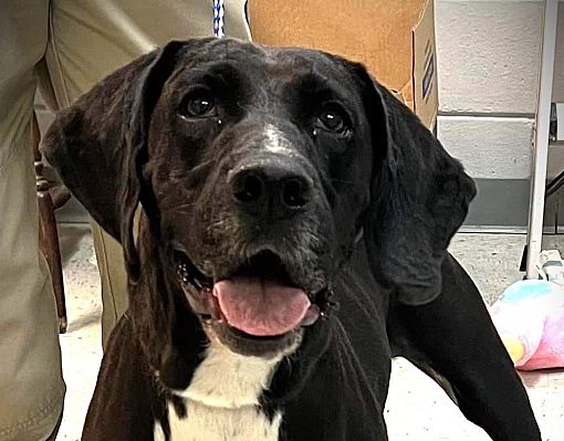 CRANSTON, RI - German Shorthaired Pointer/Mixed Breed (Large). Meet ...