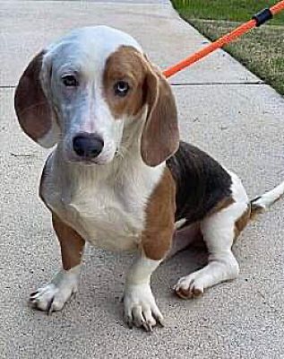 Enfield, CT - Basset Hound/Mixed Breed (Medium). Meet Mugsy-PENDING a ...