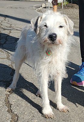 Ventura, CA - Jack Russell Terrier. Meet Rascal a Pet for Adoption ...