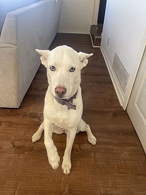 Columbia, MO - Pitsky/Pitsky. Meet Fannie a Pet for Adoption ...