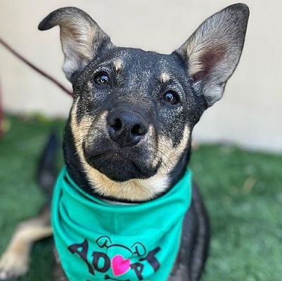 Pasadena, CA - Shepherd (Unknown Type). Meet GREY a Pet for Adoption ...