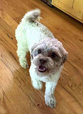 Hayesville, NC - Lhasa Apso/Poodle (Miniature). Meet Art a Pet for ...