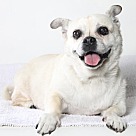 Pug Puppies - Pug Rescue and Adoption Near You