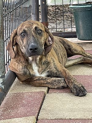 Orlando, FL - Rhodesian Ridgeback/Catahoula Leopard Dog. Meet Tigress a ...