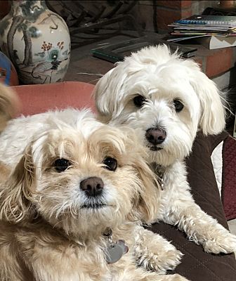 Tucson, AZ - Maltese/Poodle (Toy or Tea Cup). Meet Mushu a Pet for ...