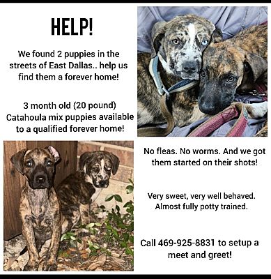 Dallas, TX - Catahoula Leopard Dog. Meet Tiger and Blue a Pet for ...
