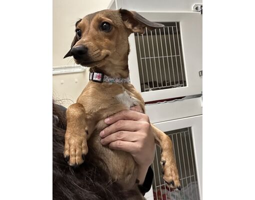 Rio Rancho, NM - Miniature Dachshund/Mixed Breed (Medium). Meet Mable a ...