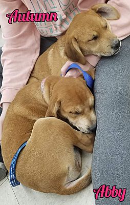 East Dundee, IL - Beagle/Dachshund. Meet Abby a Pet for Adoption ...