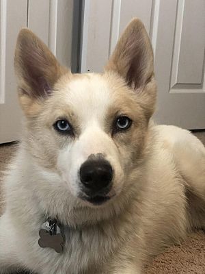 Horsham, PA - Siberian Husky/Spitz (Unknown Type, Small). Meet Yenny a ...