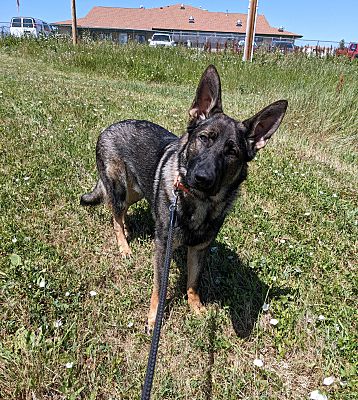 Sheridan, WY - German Shepherd Dog. Meet Jacob a Pet for Adoption ...