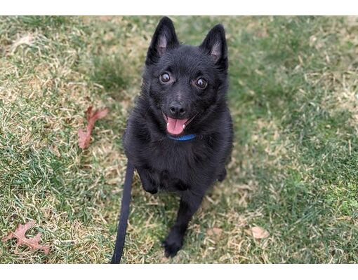 Centerville, MA - Schipperke. Meet IMP a Pet for Adoption - AdoptaPet.com
