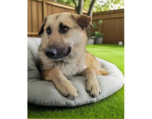 Downey, CA - German Shepherd Dog. Meet MIMI a Pet for Adoption ...
