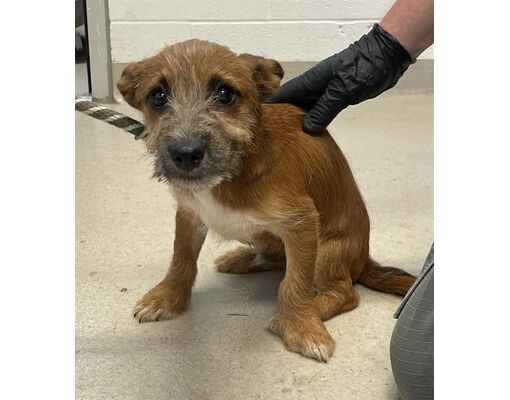 Burlington, NC - Terrier (Unknown Type, Medium). Meet REDMOND a Pet for ...