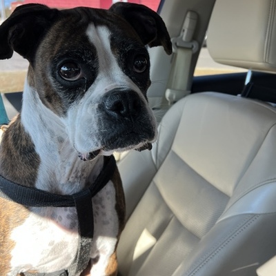 Tulsa, OK - Boxer. Meet Charlie a Pet for Adoption - AdoptaPet.com