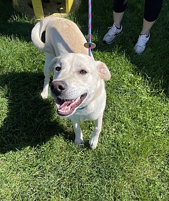 Oxford, MI - Labrador Retriever/Golden Retriever. Meet “Scooter” a Pet ...