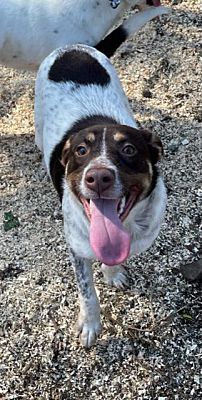 Wanaque, NJ - Australian Shepherd/German Shorthaired Pointer. Meet ...