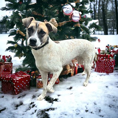 Wantagh, NY - Mountain Cur/Mixed Breed (Medium). Meet Liberty a Pet for ...