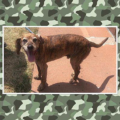 Buckhannon, WV - Black Mouth Cur. Meet WANDER a Pet for Adoption ...