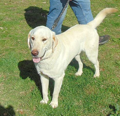 Rockville, MD - Labrador Retriever. Meet CHARLIE a Pet for Adoption ...