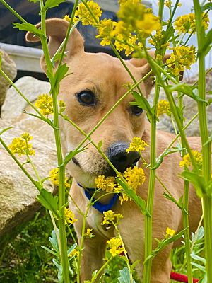 Fall River, MA - Podengo Portugueso/Mixed Breed (Medium). Meet Meadow a ...