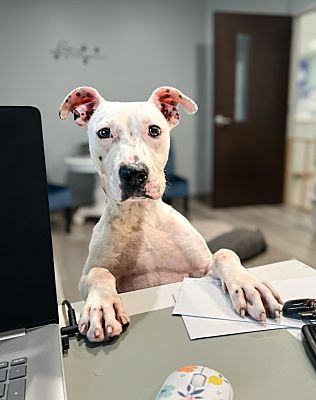 New Bern, NC - American Staffordshire Terrier. Meet Olivia a Pet for ...