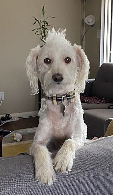 Escondido, CA - Cockapoo. Meet Marley a Pet for Adoption - AdoptaPet.com