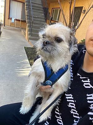 Encino, CA - Pug/Terrier (Unknown Type, Small). Meet Toast a Pet for ...