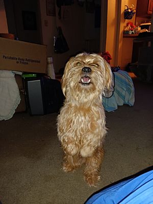 Vineland, NJ - Mixed Breed (Medium)/Yorkie, Yorkshire Terrier. Meet ...