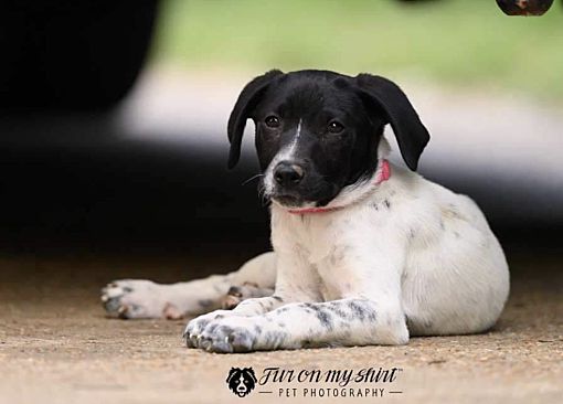 Foster Homes In RI/MA/CT, RI - English Pointer/Mixed Breed (Medium ...