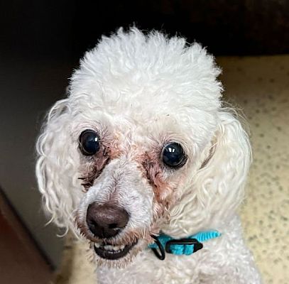 Midland, TX - Poodle (Toy or Tea Cup). Meet Beebe a Pet for Adoption ...